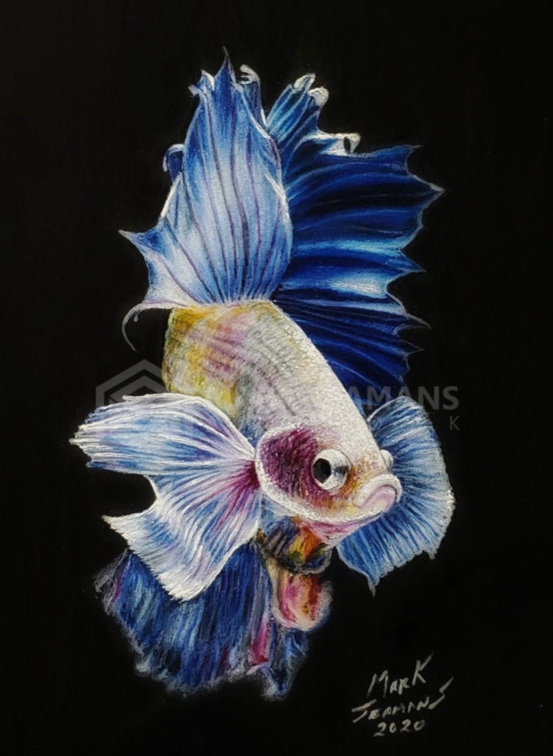 Betta Fish Pencil Crayon Portrait - Etsy