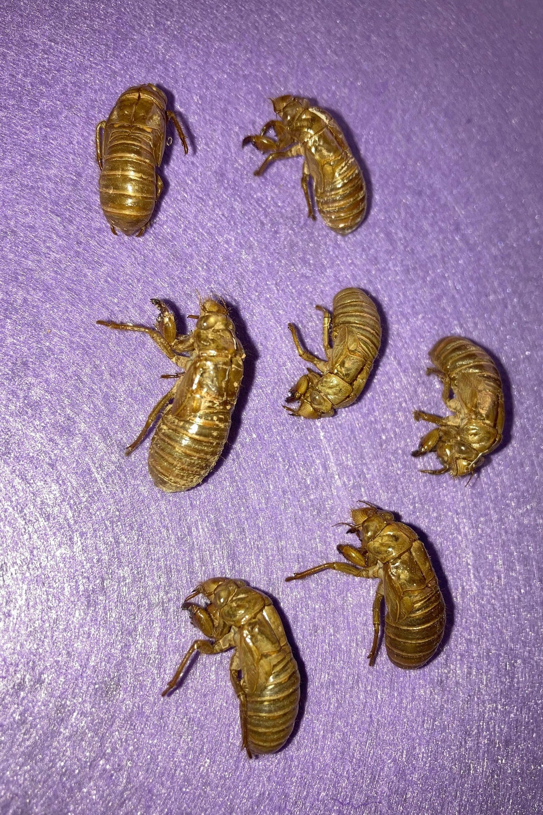 10 Cicada Exoskeletons shells From Brood IX 2020 - Etsy