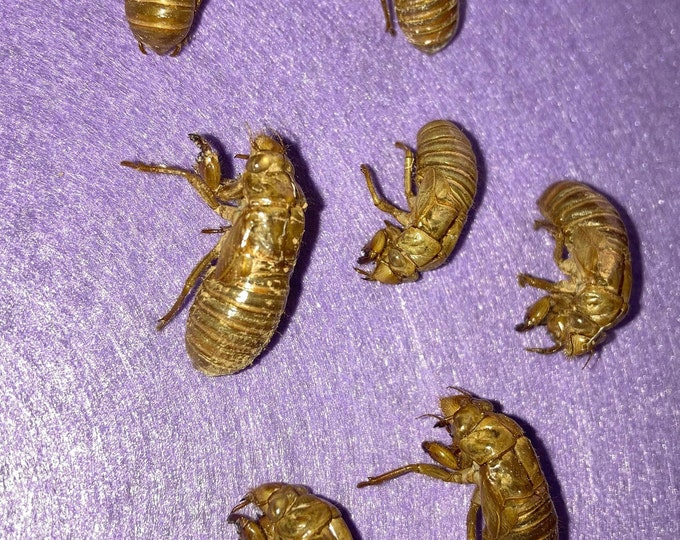10 Cicada Exoskeletons (shells) From Brood IX 2020 - Etsy