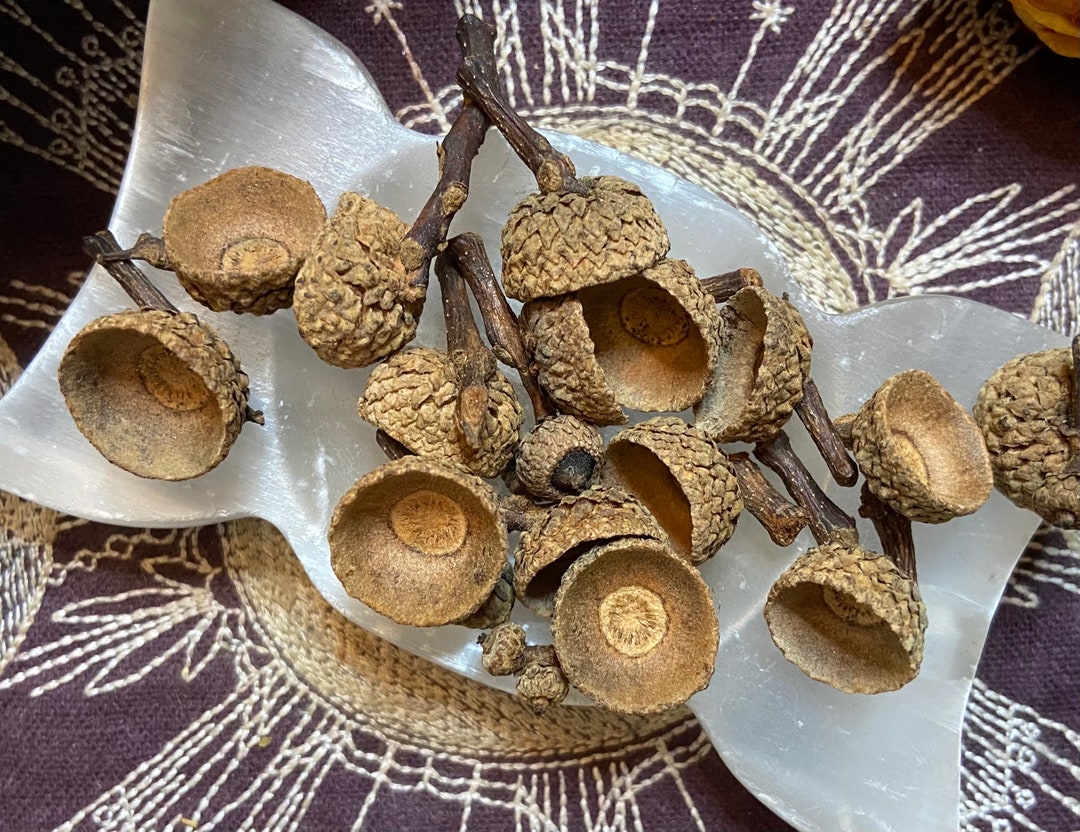 Small Oak Acorn Caps, Prosperity, Furtileetee, Male Potenscee, Good ...