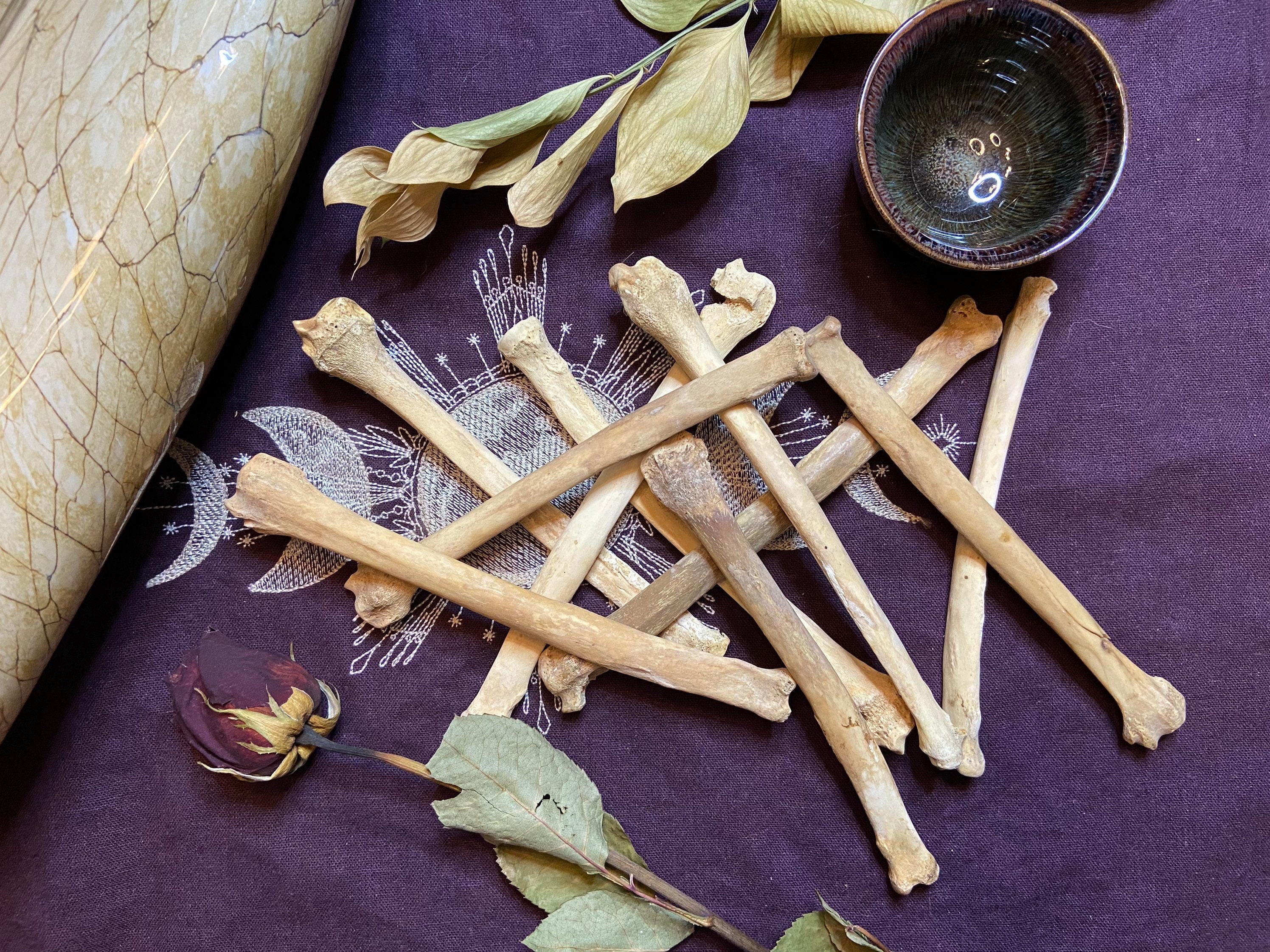 Coyote Claws, Ethically Sourced, All Natural, Crafting, Bone Throwing ...