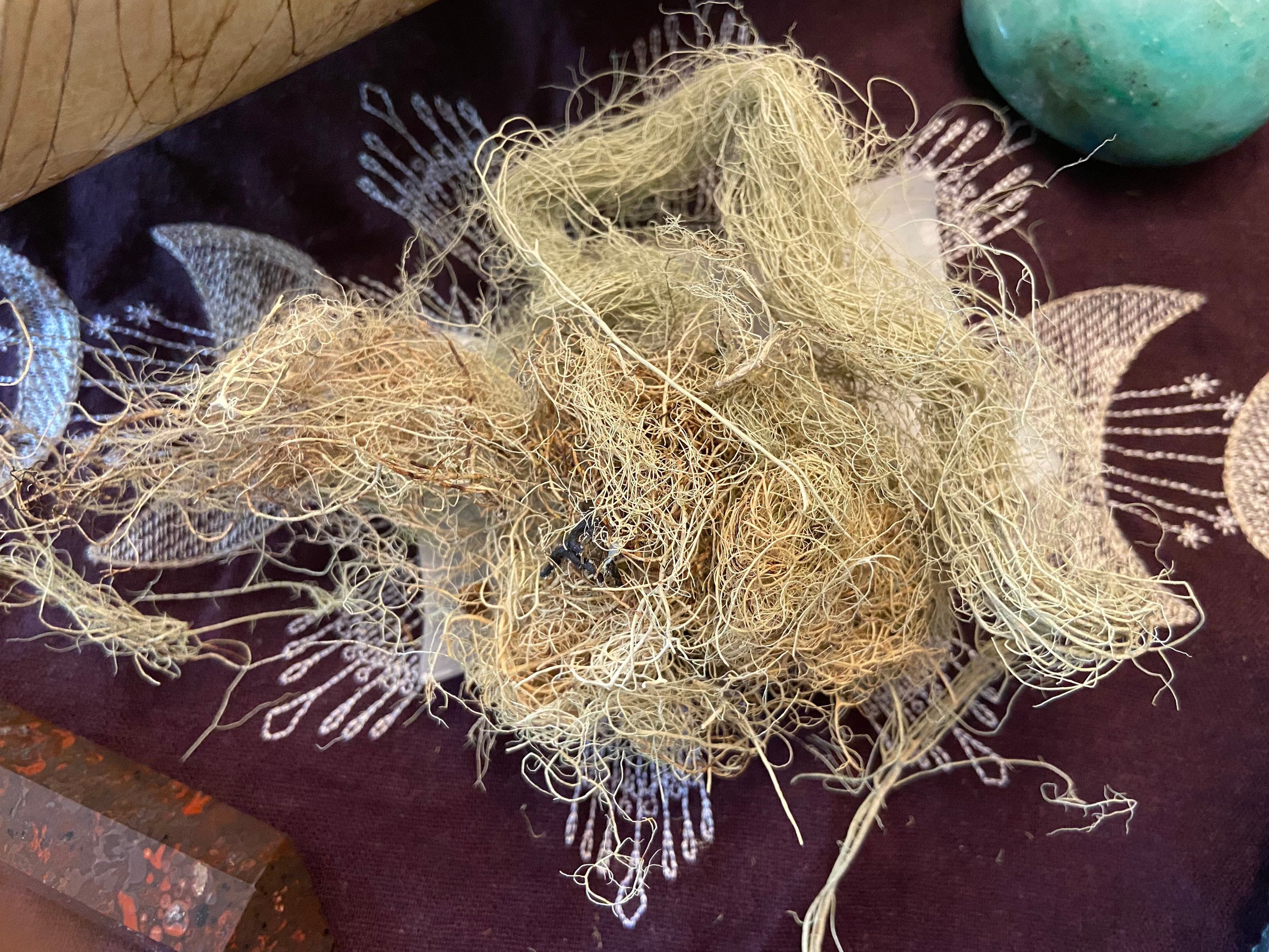 Usnea Lichen, Witch’s Hair, Clarity, Abundance, Harmony, Protection ...