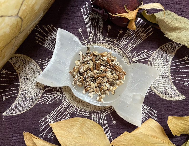 Skunk Cabbage Root Court Case Luck Legal Matters - Etsy