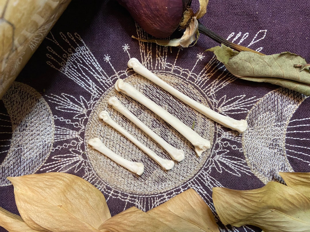 Fox Paw Bones, Fox Foot Bones, Ethically Sourced, 1-2 Inch Length ...