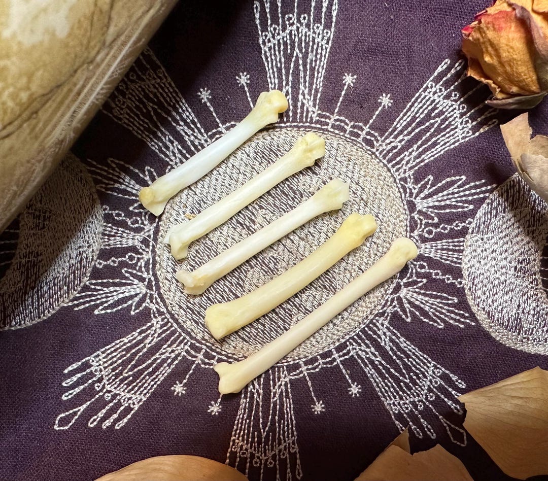 Bobcat Foot Bones, One to Two Inches Long, Ethically Sourced - Etsy