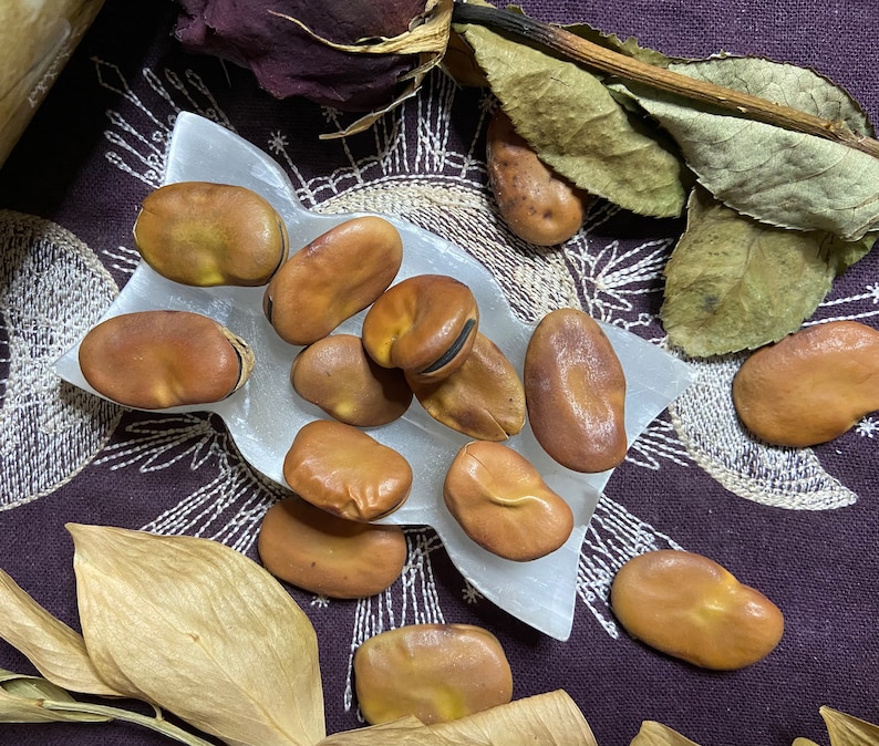 Mojo Wishing Beans St. Josephs Beans Make Wishes Come True - Etsy