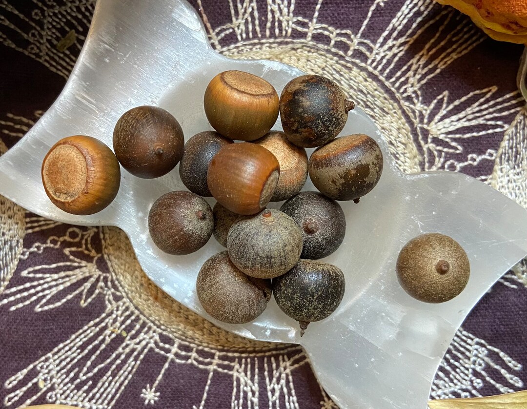 Small Acorns Without Caps, Prosperity, Good Luck, Purity, Keep Away ...