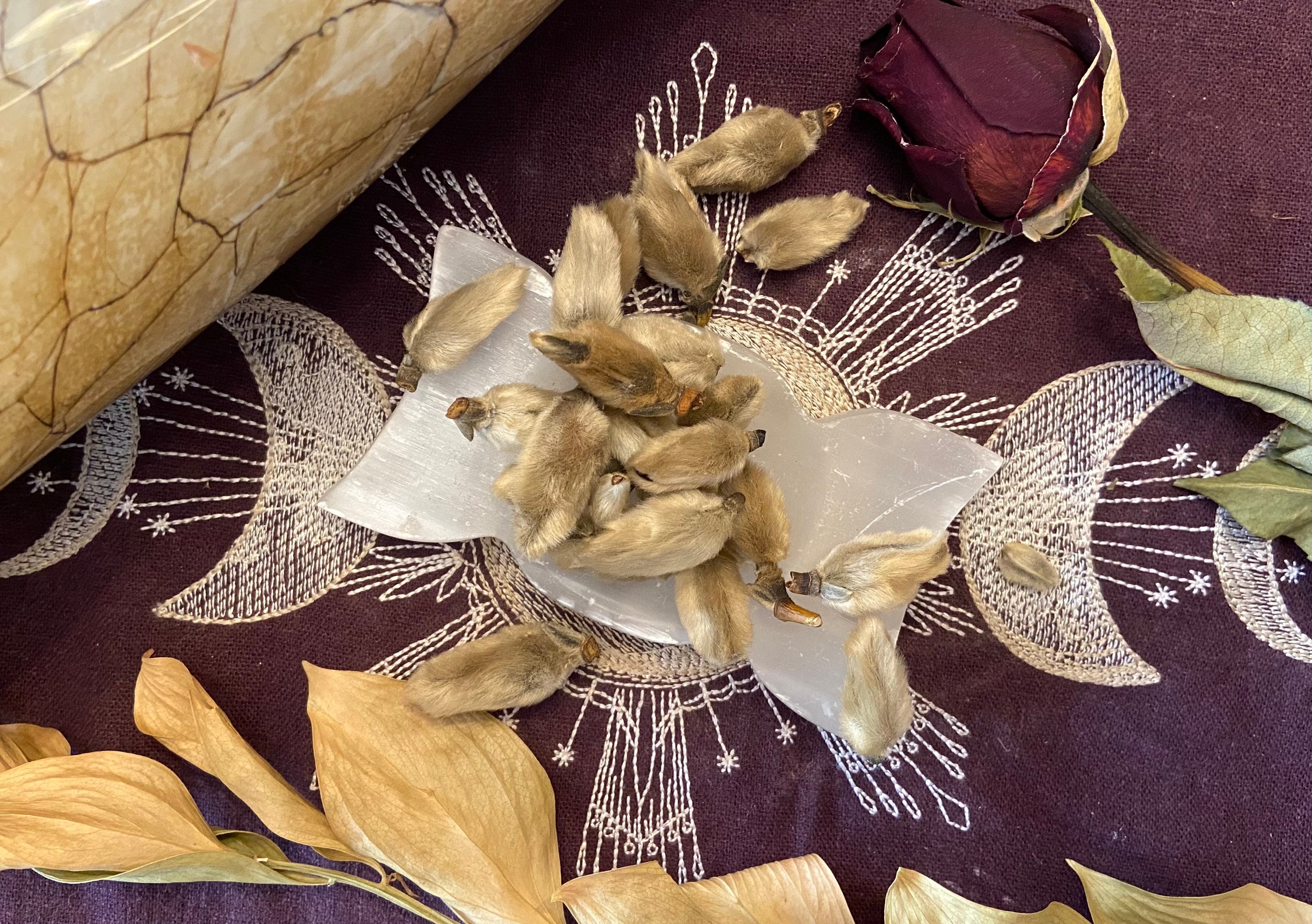 Magnolia Flowers, Loyalty, Spiritual Healing, Feminine Strength, Sooth ...