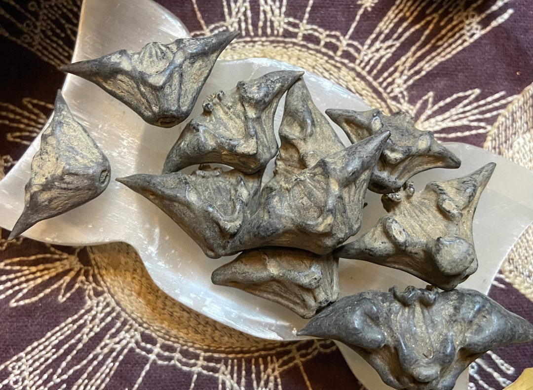 Trapa Bispinosa, Devil, Pods, Water Caltrops - Etsy