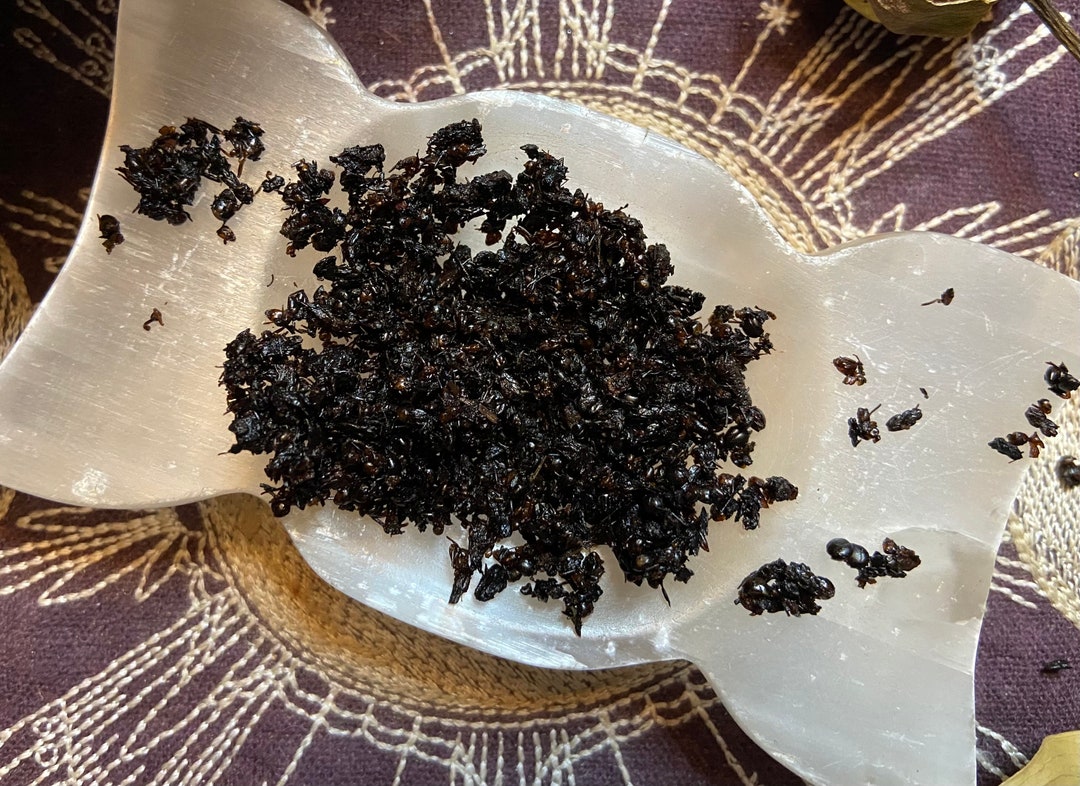 Black Northwestern Ants, Wandering Mind/body, Unity, Connection, Spirit ...