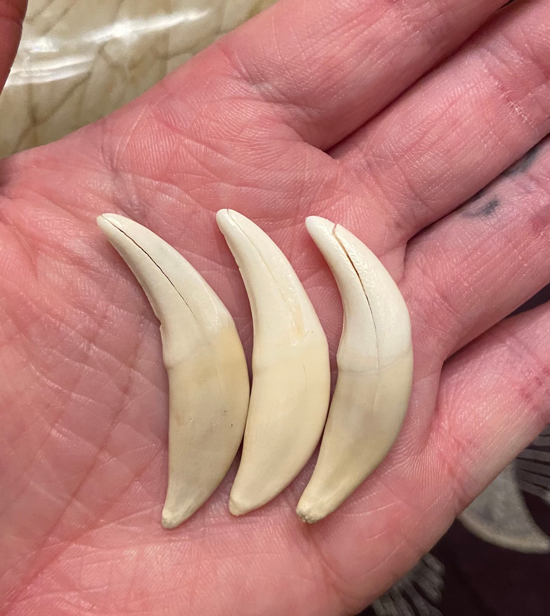 Damaged Coyote Canines Real Bone Real Teeth Coyote Fangs - Etsy