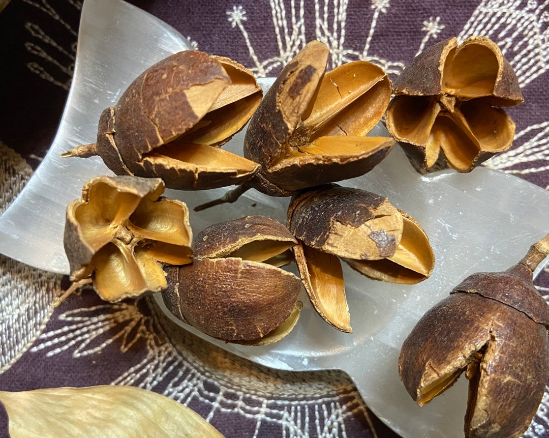 Bakuli Pods, Love, Protection, Persuasiveness, Attraction, Peace, Fairy ...