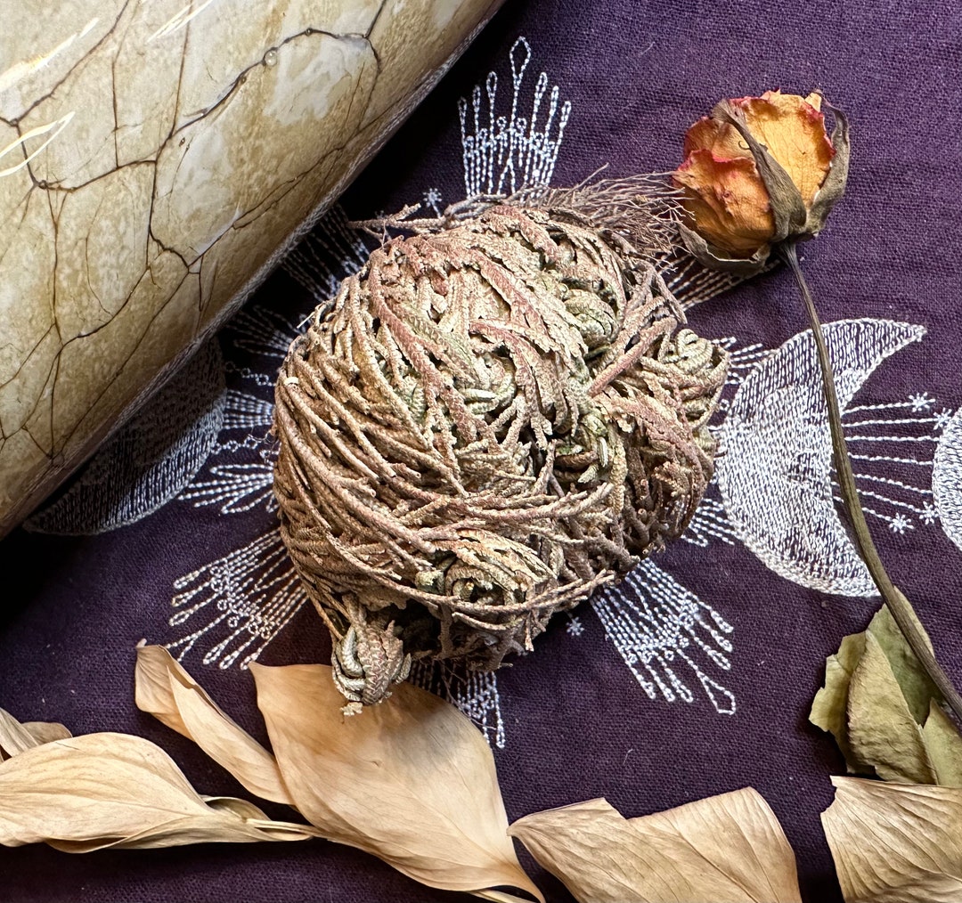 Rose of Jericho Flower, Abundance, Luck, Money, Rebirth, Rejuvenation ...