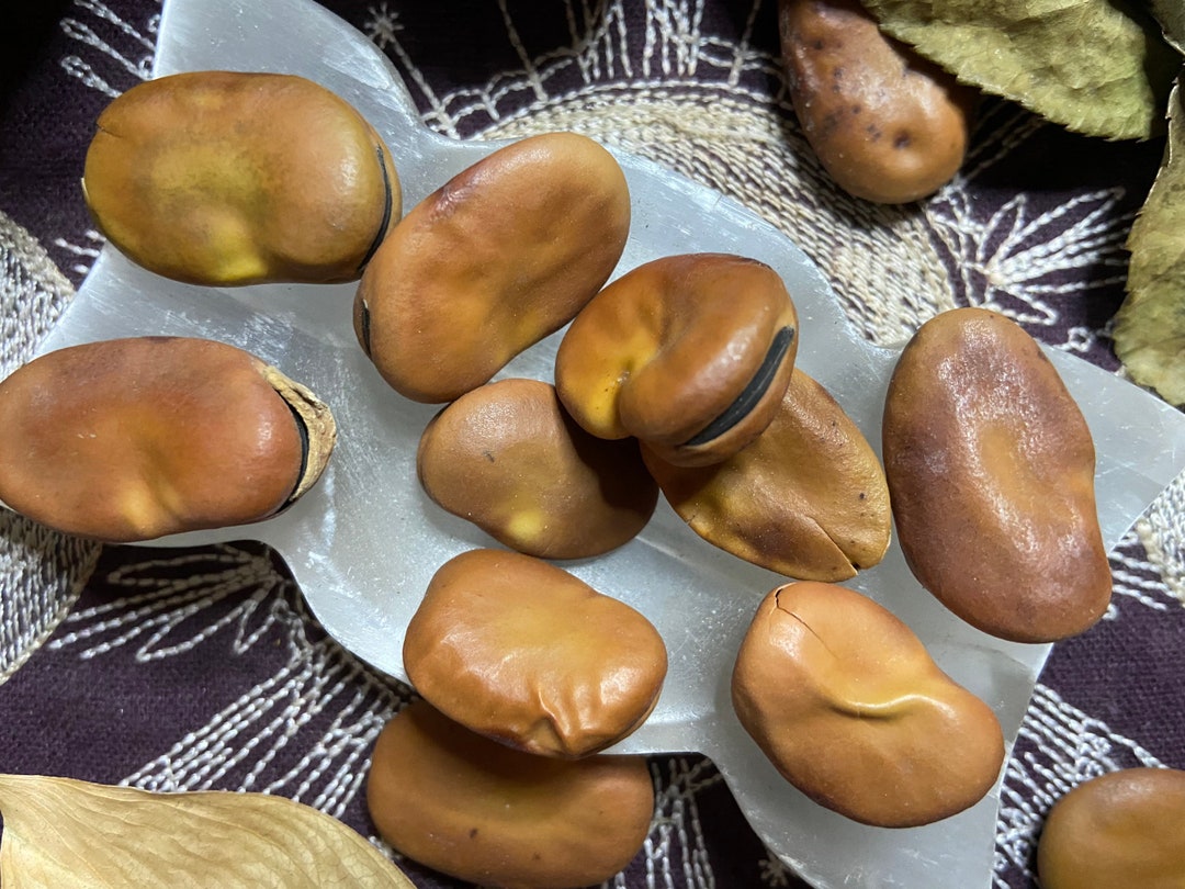 Mojo Wishing Beans, St. Joseph’s Beans, Make Wishes Come True, Spirit ...