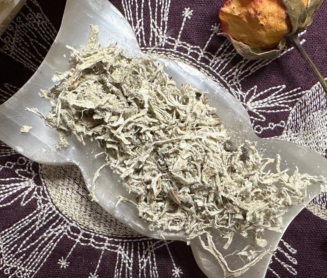 Oak Moss, Spirit of the Ancient Forest, All Natural - Etsy