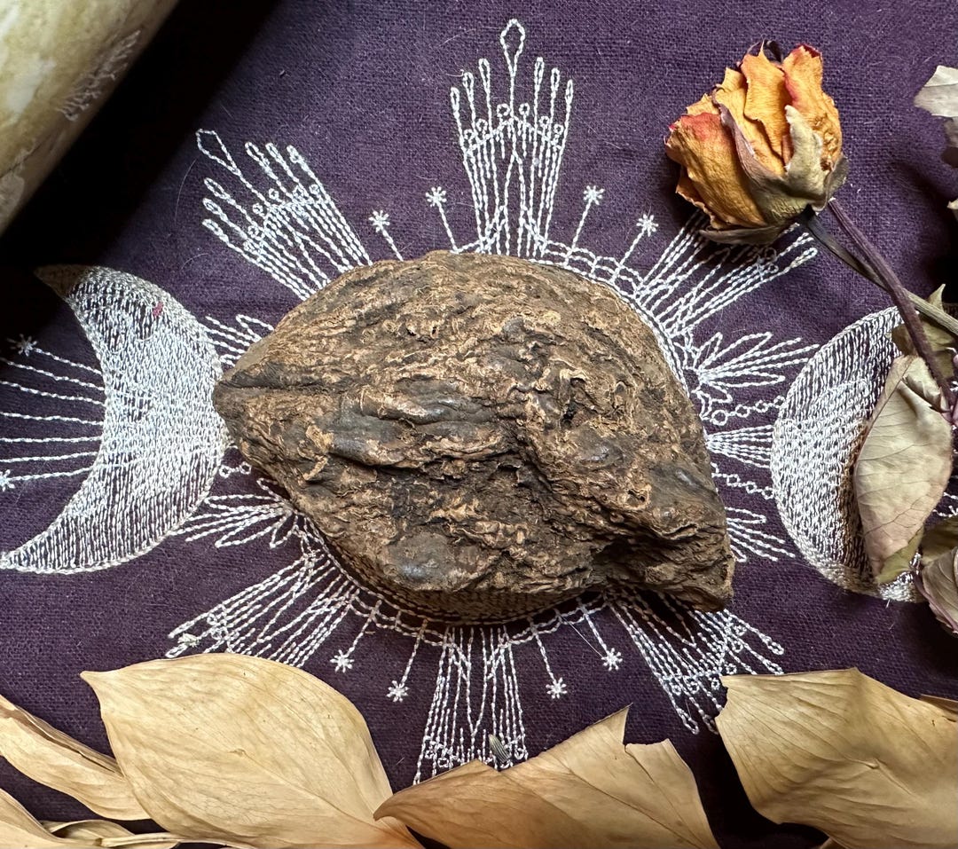 One Large High St. John Root, All Natural, Metaphysical, Witchcraft - Etsy