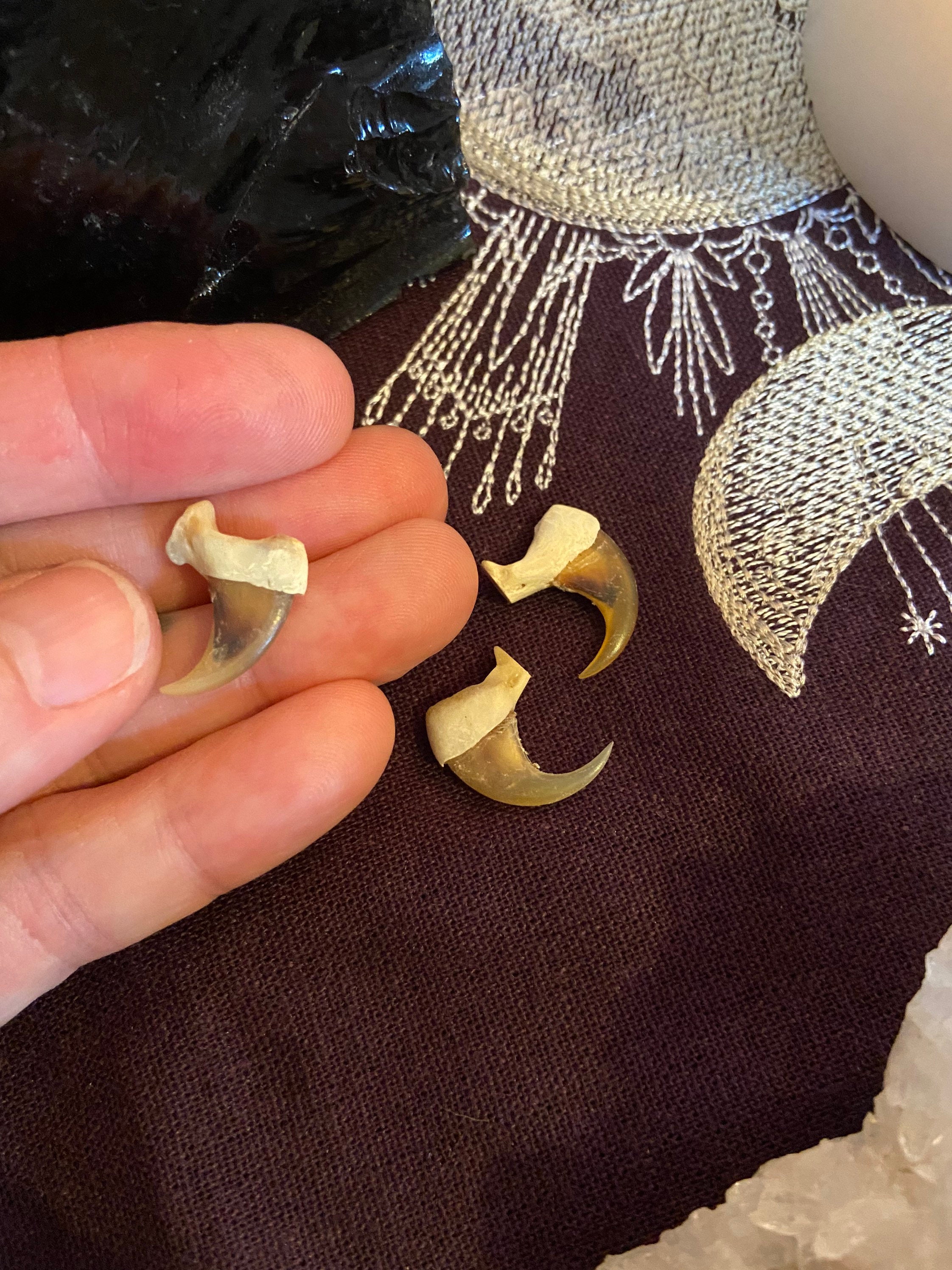 Coyote Claws, Ethically Sourced, All Natural, Crafting, Bone Throwing ...