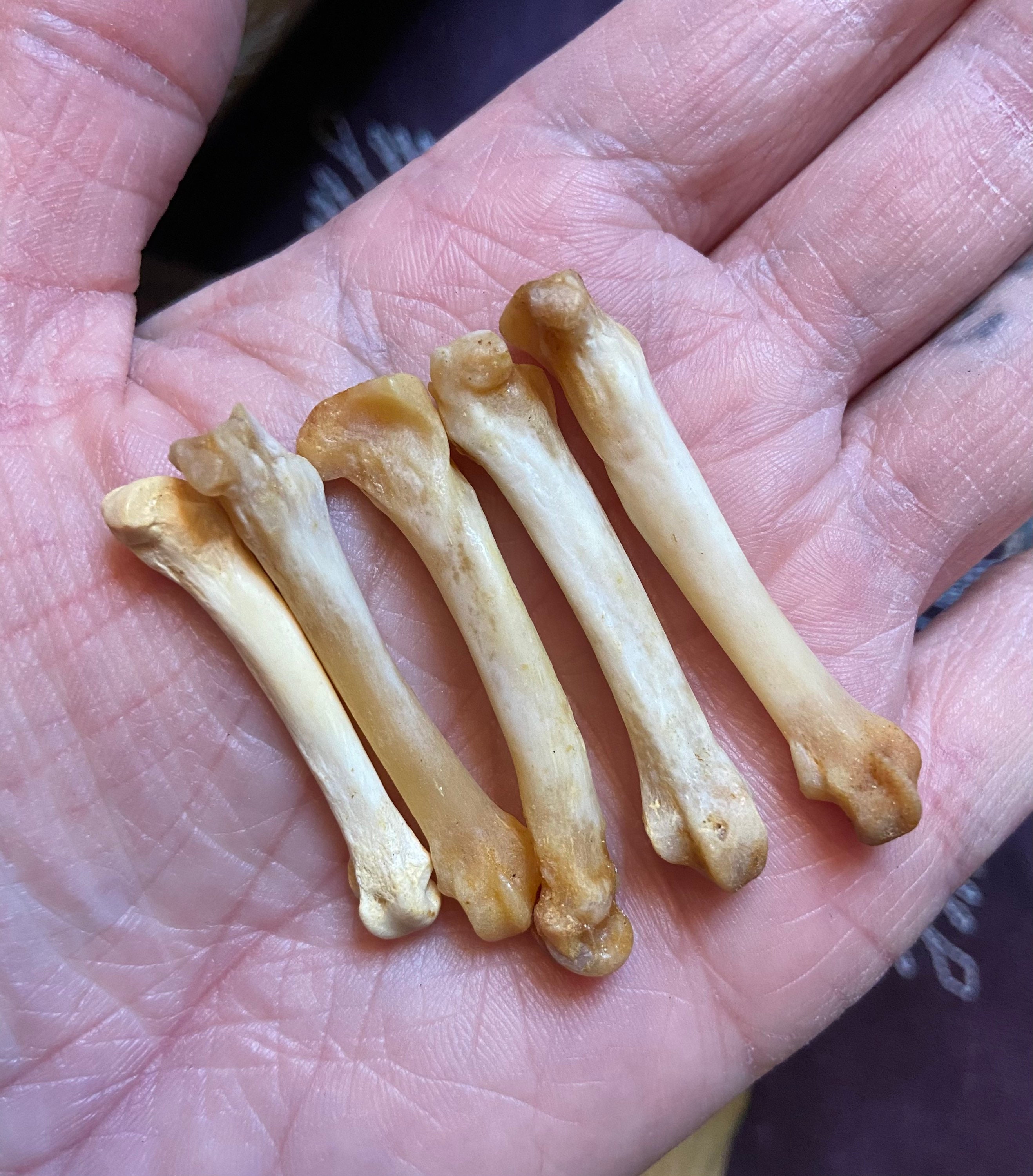 Smoke Cleansed Small Bobcat Foot Bones 1-2 Inches Ethically - Etsy