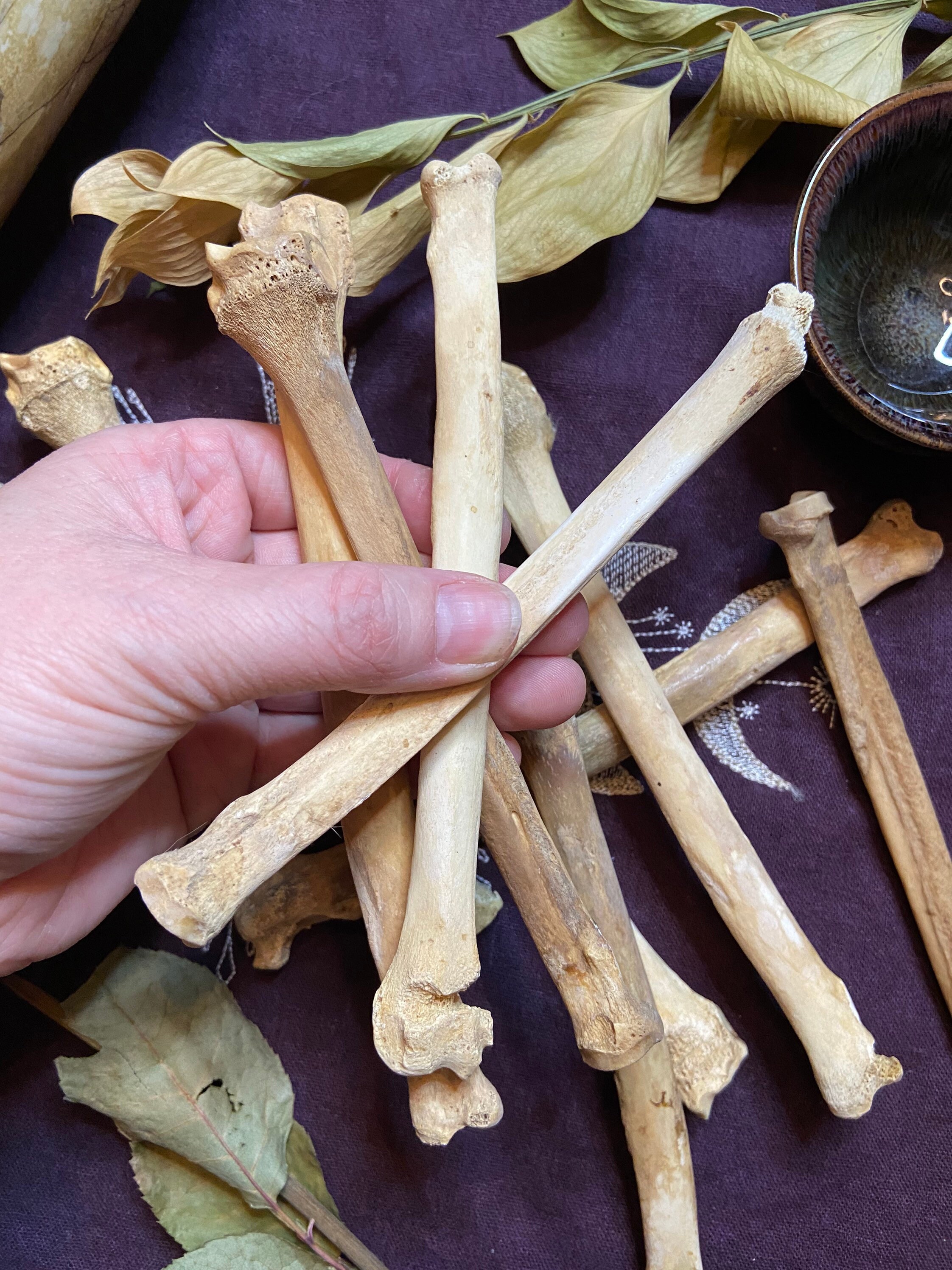 Coyote Claws, Ethically Sourced, All Natural, Crafting, Bone Throwing ...