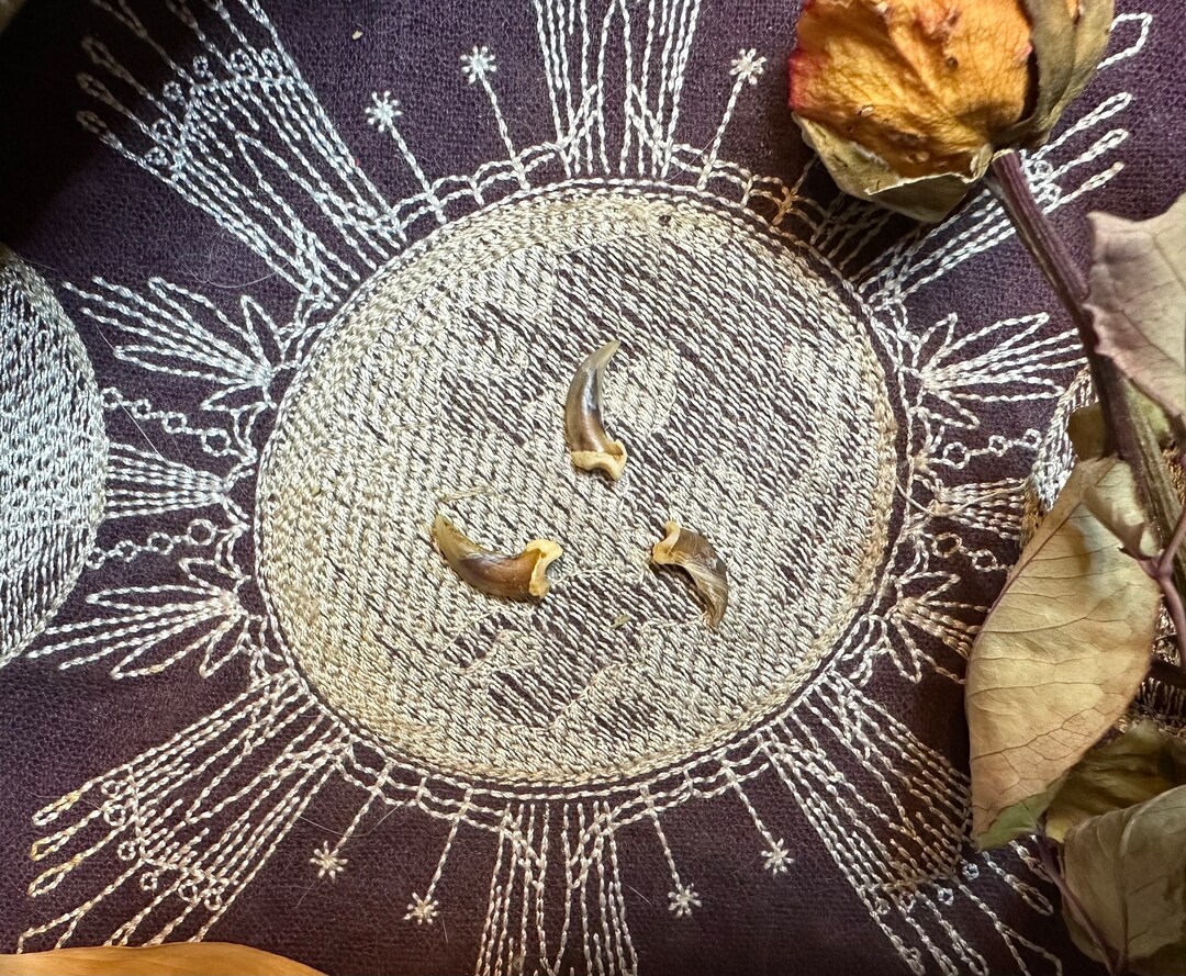 Fox Claws, Ethically Sourced, All Natural, Crafting - Etsy