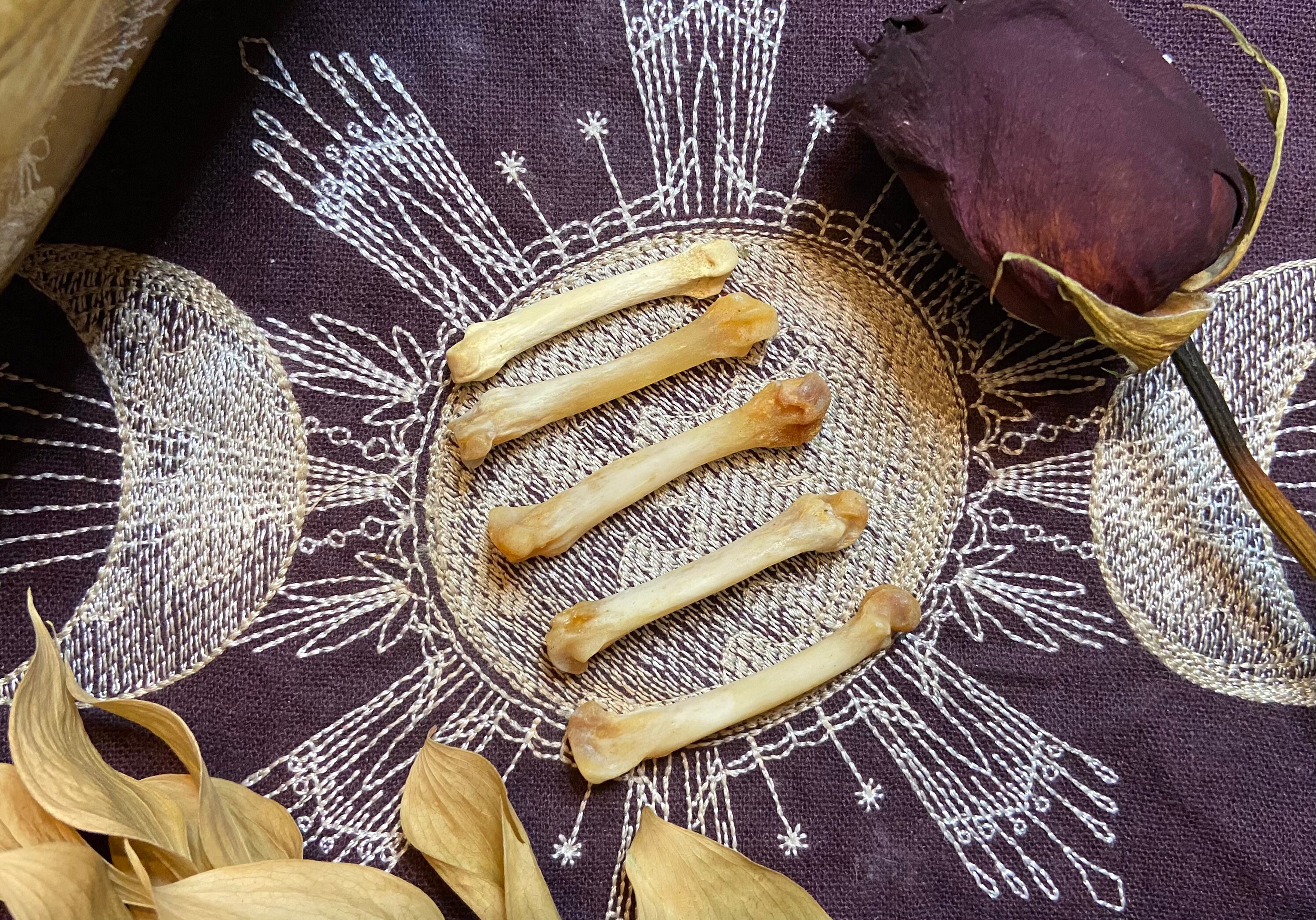 Coyote Claws, Ethically Sourced, All Natural, Crafting, Bone Throwing ...