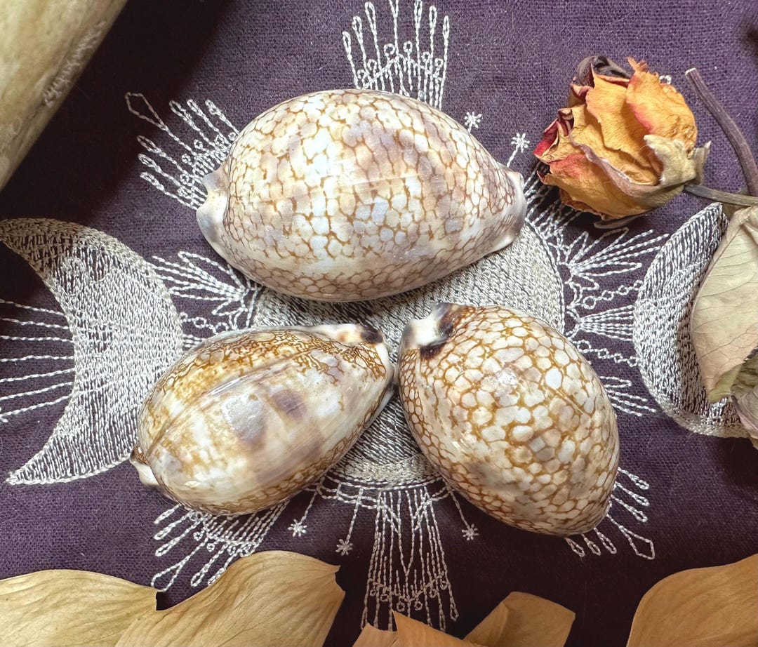 Damaged Mauritia Histrio Cowrie Shell, Divination, 2 3 Inches ...