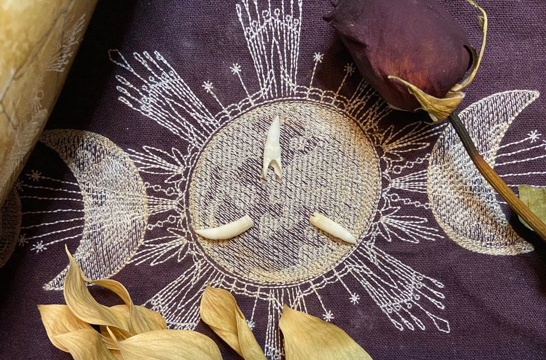 Three Medium Alligator Teeth, Ethically Sourced, Good Luck, Gambling ...