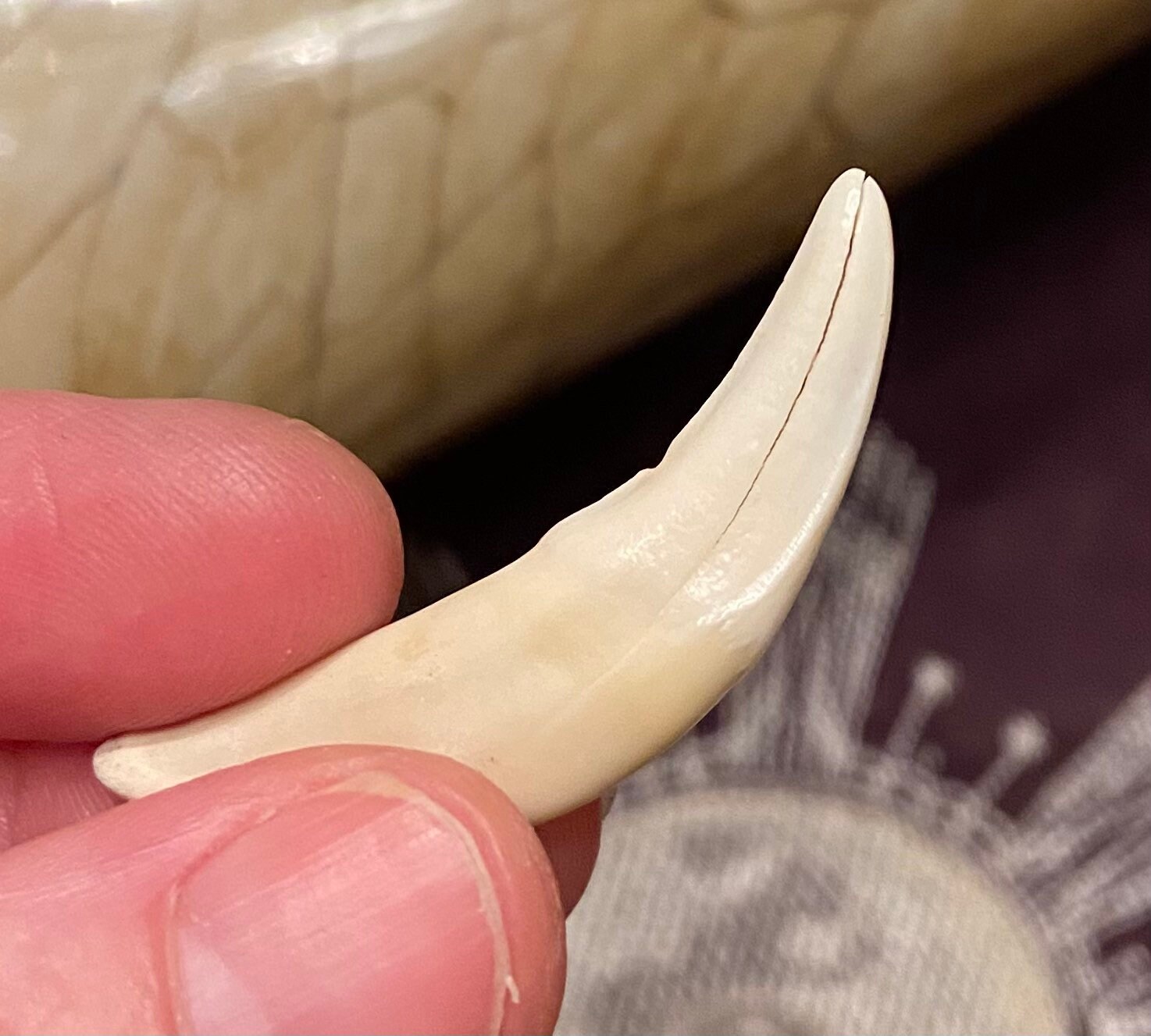 Damaged Coyote Canines Real Bone Real Teeth Coyote Fangs - Etsy