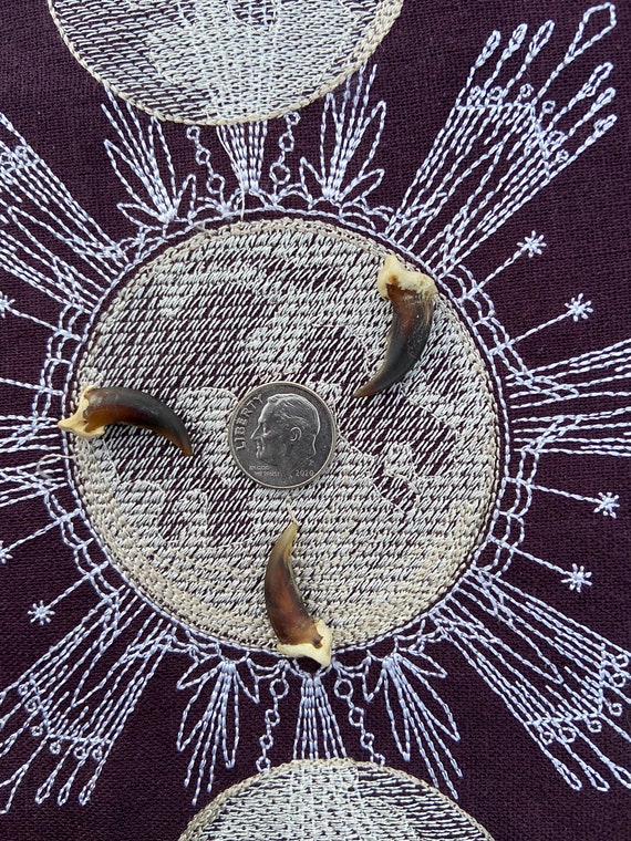 Coyote Claws Ethically Sourced All Natural Crafting Bone | Etsy