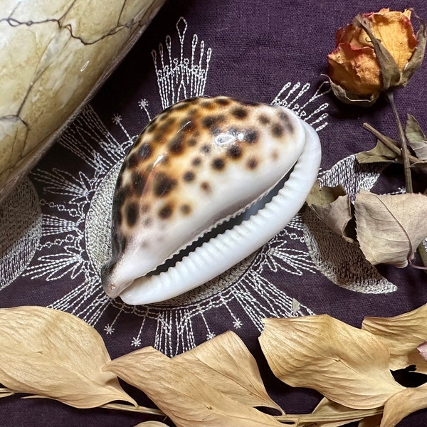 Tiger Cowrie - Etsy