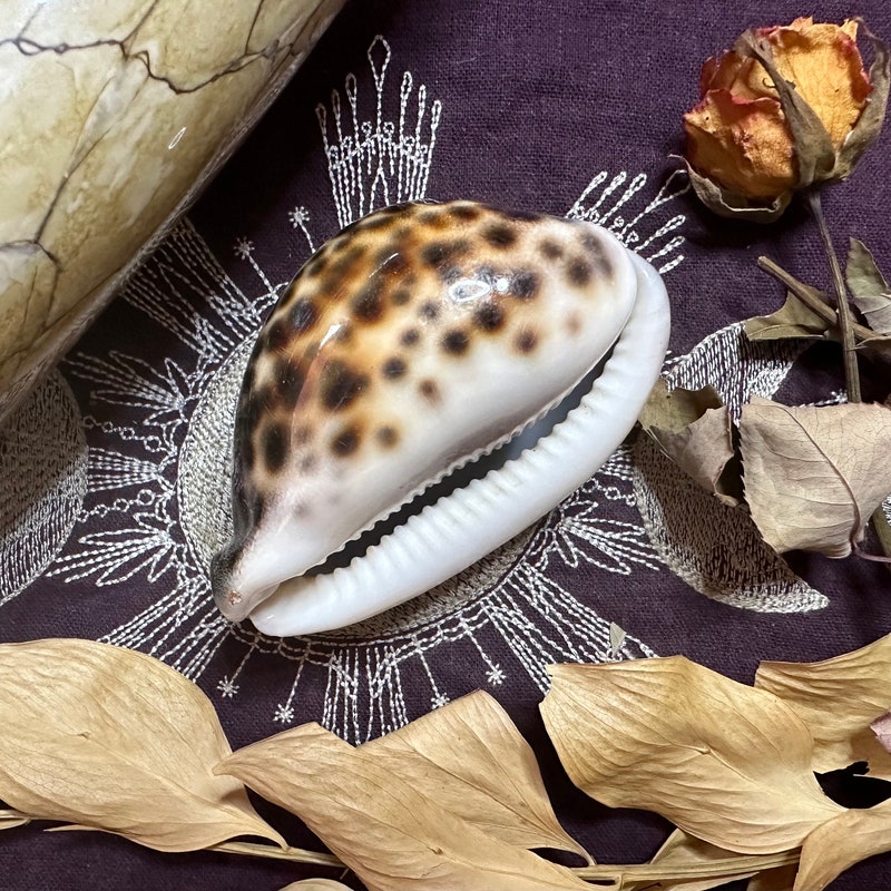 Tiger Cowrie - Etsy