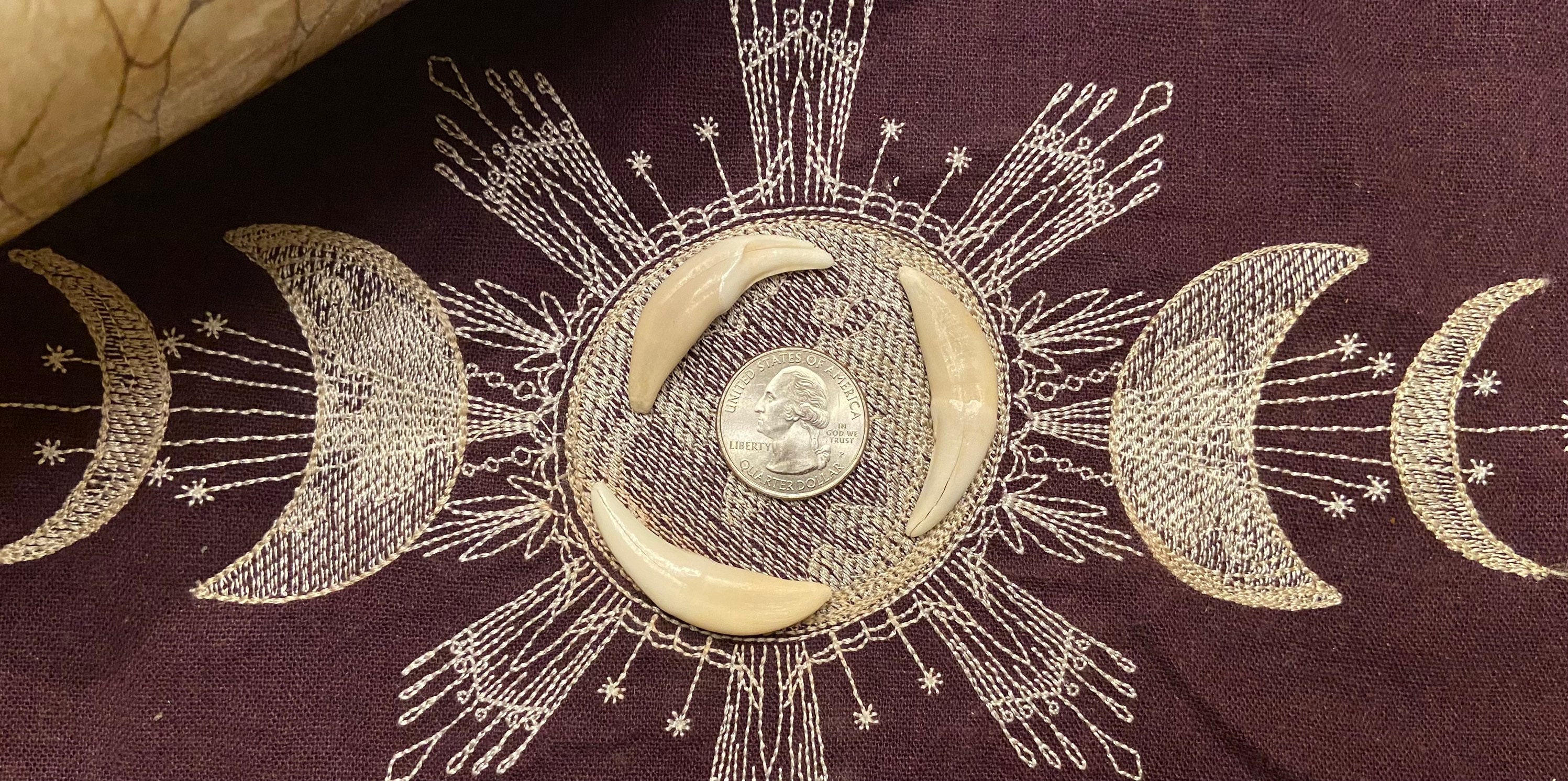 Damaged Coyote Canines Real Bone Real Teeth Coyote Fangs - Etsy