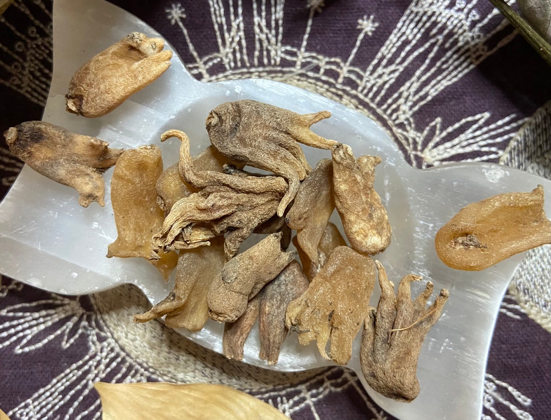 One Lucky Hand Root, Good Luck, Success, Gain Employment, Protection ...