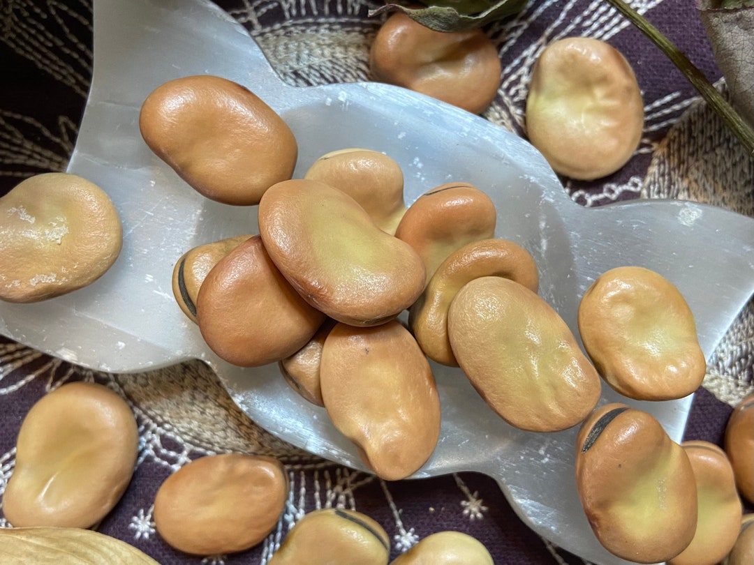 Small Mojo Wishing Beans, St. Joseph’s Beans, Make Wishes Come True ...