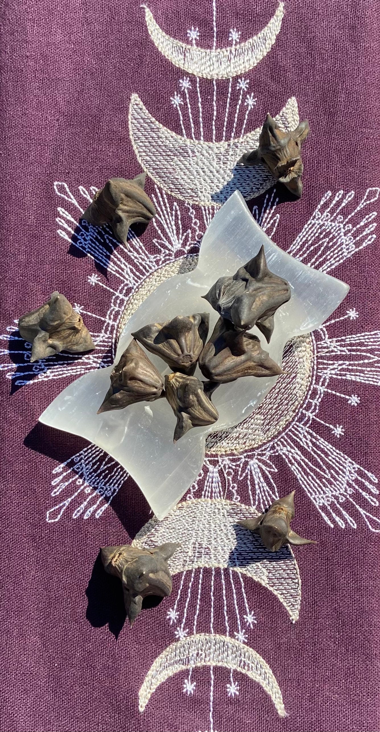 Water Caltrops, Trapa Natans, "Devil Pods," Protection from Evil ...