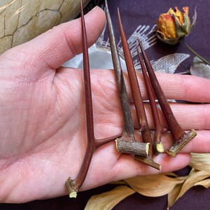 Black Locust Thorns, 1-4 Inches, Rites of Defense, Blessings, Power ...