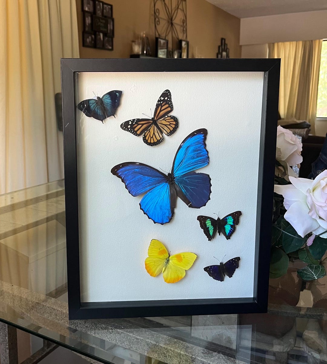 Custom Butterfly/moth Displays (message Before Purchase to Inquire) - Etsy