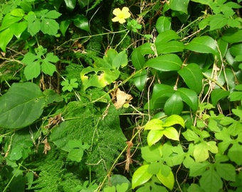 Cerasee Plant - Etsy