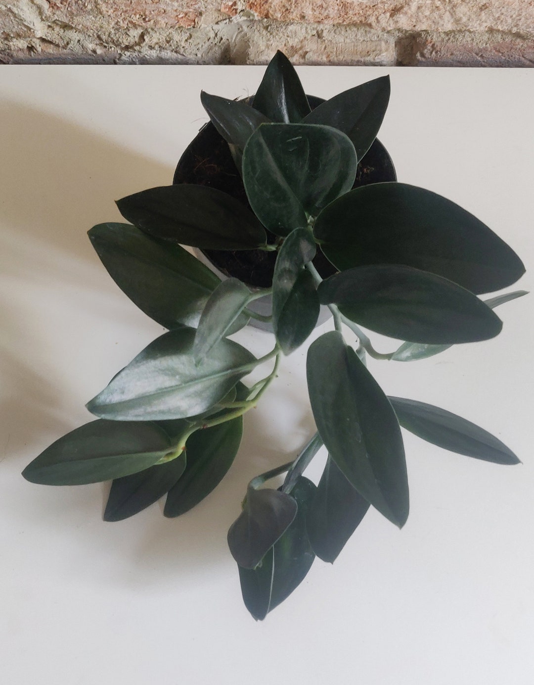 Scindapsus Trebi DARK FORM Seltene Pflanze Prachtvolles Exemplar mit 2 ...