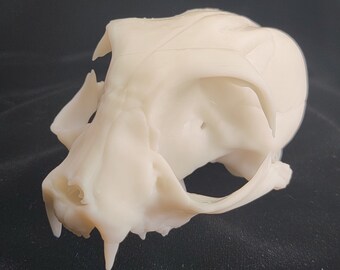 Cat Skull Replica | Etsy