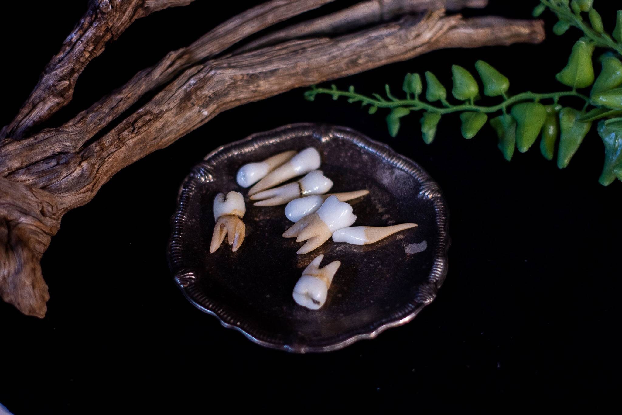 1:1 Human Tooth Replica Museum Grade - Etsy