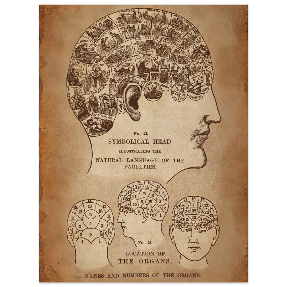 Phrenology Head Diagram Premium Matte Paper Poster - Choose Size - Etsy