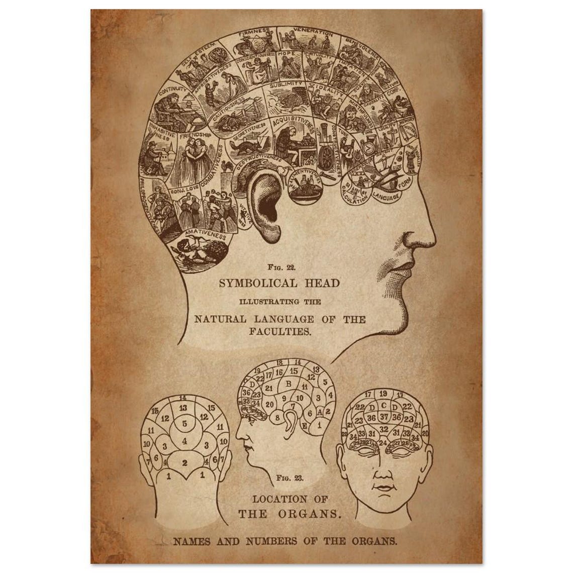 Phrenology Head Diagram Premium Matte Paper Poster - Choose Size - Etsy