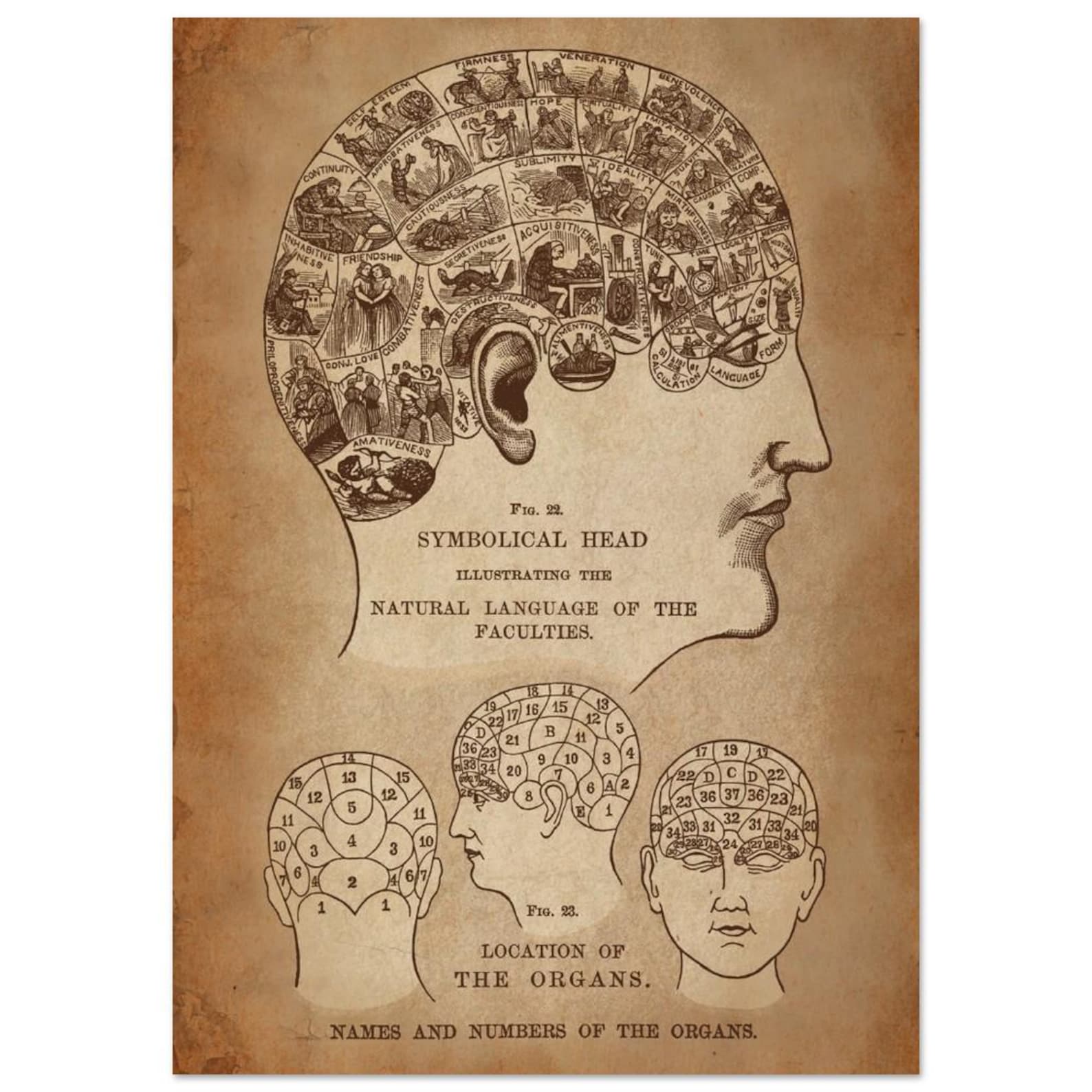 Phrenology Head Diagram Premium Matte Paper Poster - Choose Size - Etsy