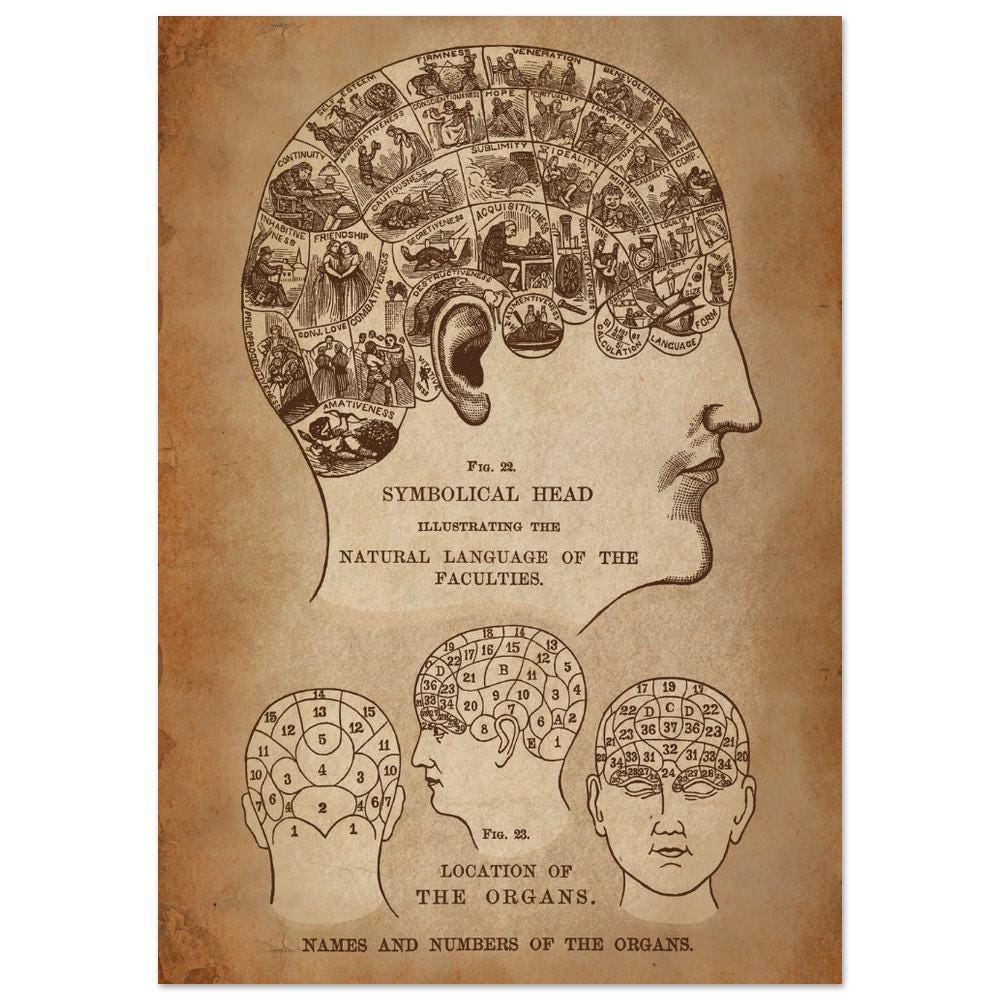 Phrenology Head Diagram Premium Matte Paper Poster - Choose Size - Etsy