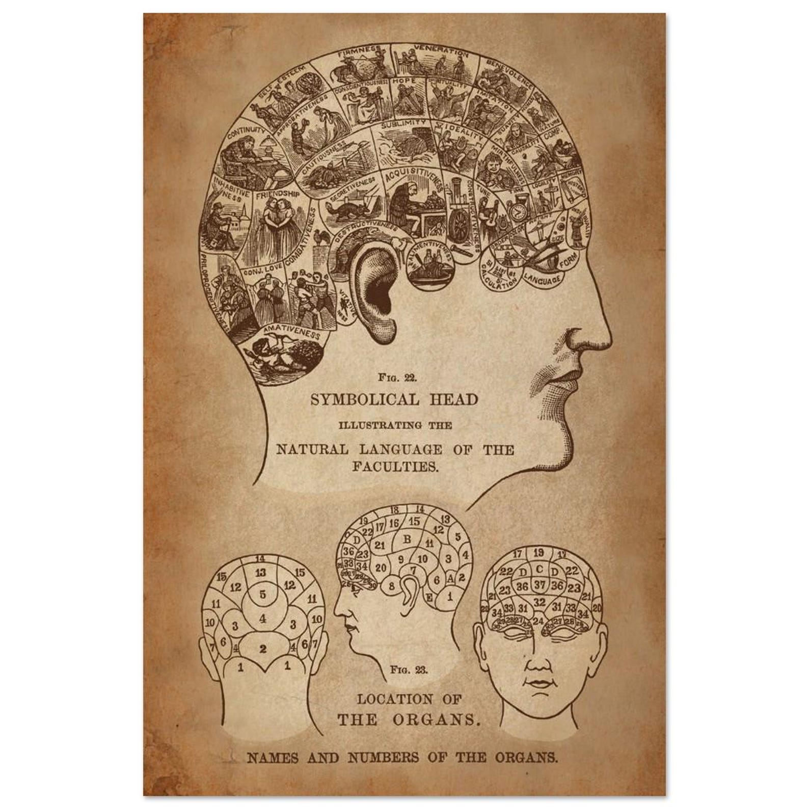 Phrenology Head Diagram Premium Matte Paper Poster - Choose Size - Etsy