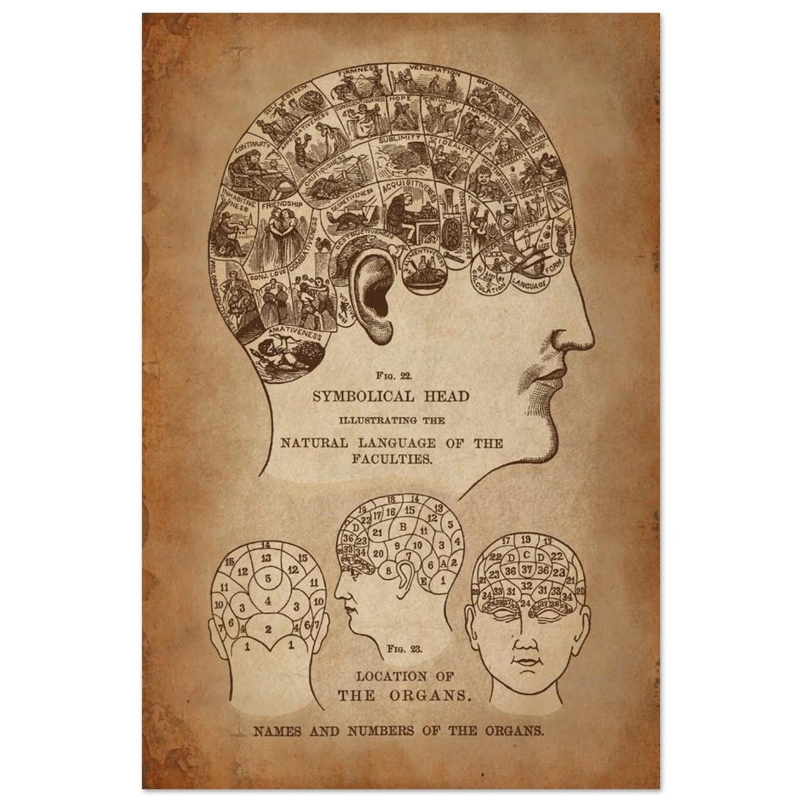 Phrenology Head Diagram Premium Matte Paper Poster - Choose Size - Etsy