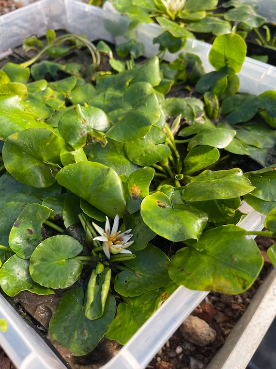 Nymphaea Thermarum Plant News: Celebrating An “Extinct In The