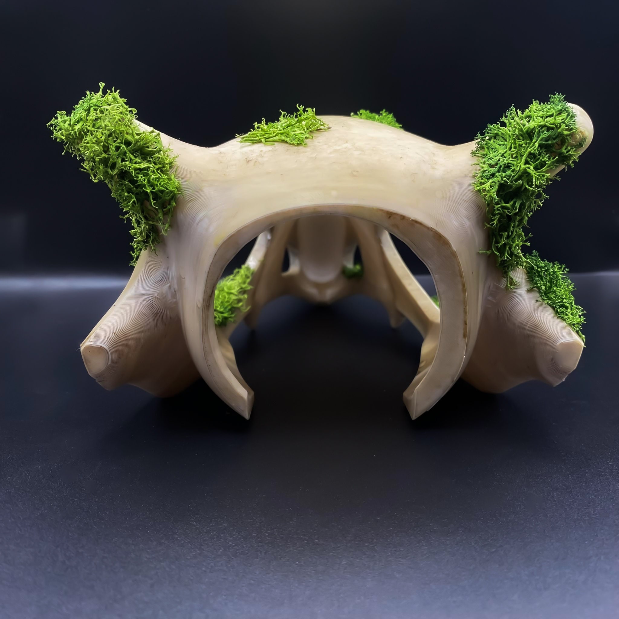 Mossy Aged Cubone Skull Natural Preserved Moss Hand Painted - Etsy ...