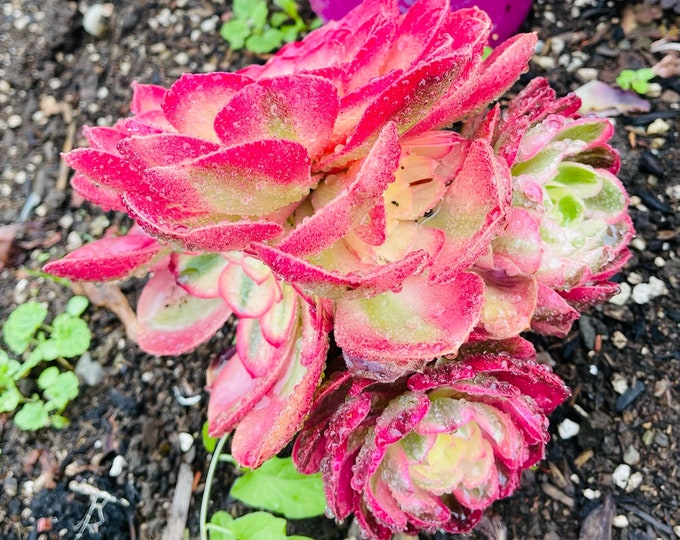 Rare Aeonium Allure,rare Succulent,aeonium Variegated, - Etsy